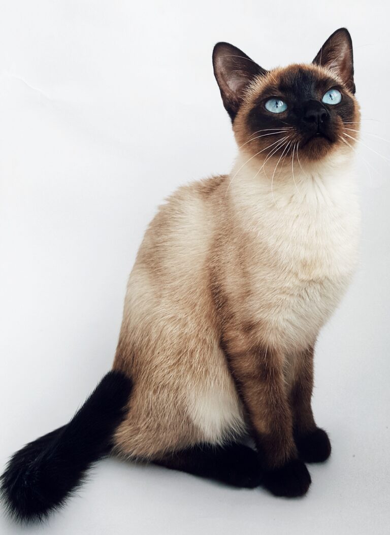 The History of Cat Breeds: The Siamese – Smiling Kitty