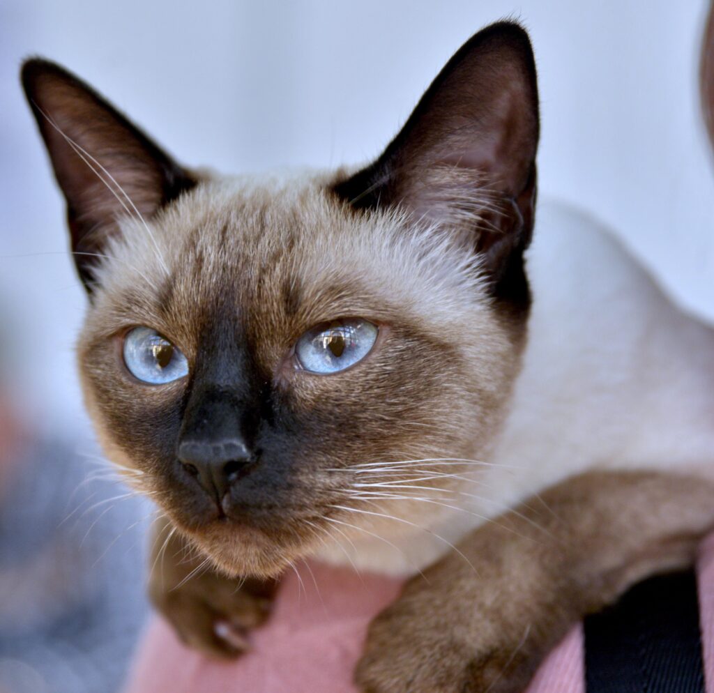 The History of Cat Breeds: The Siamese – Smiling Kitty