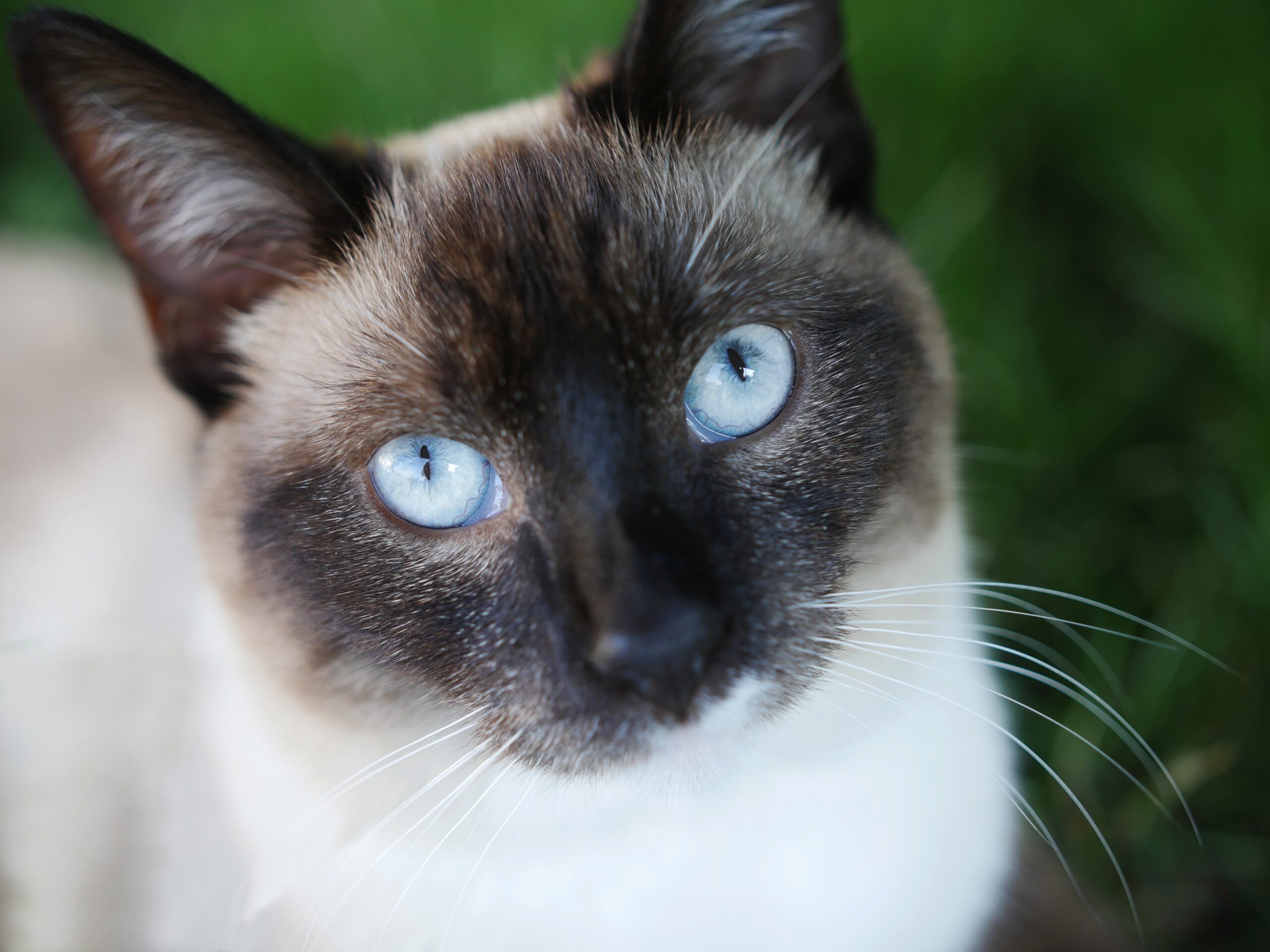 The History of Cat Breeds: The Siamese – Smiling Kitty