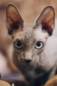 The History of Cat Breeds: The Sphynx – Smiling Kitty
